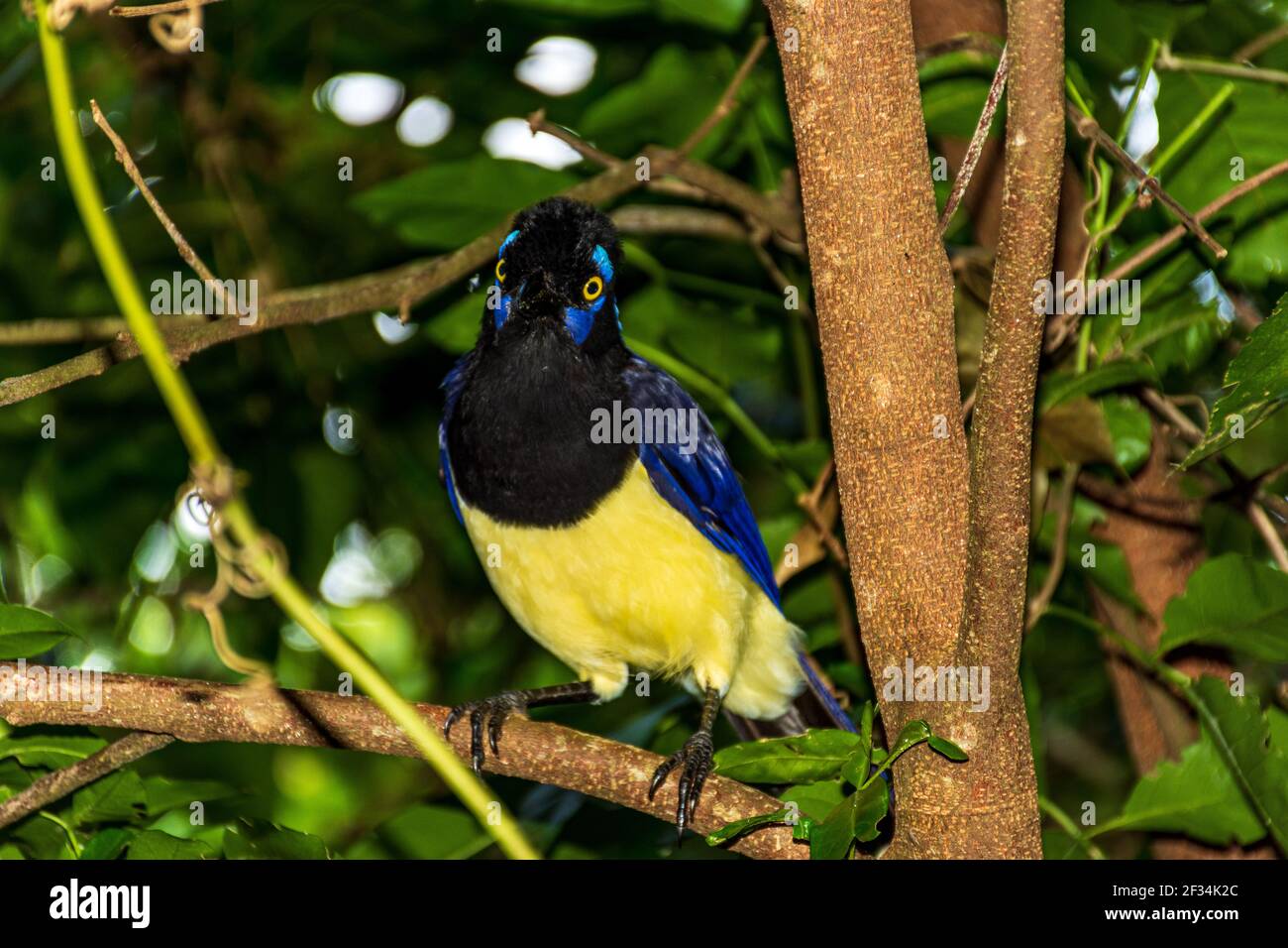 A closeup shot of an plush-crested jay perched on a tree branch Stock Photo - Alamy
