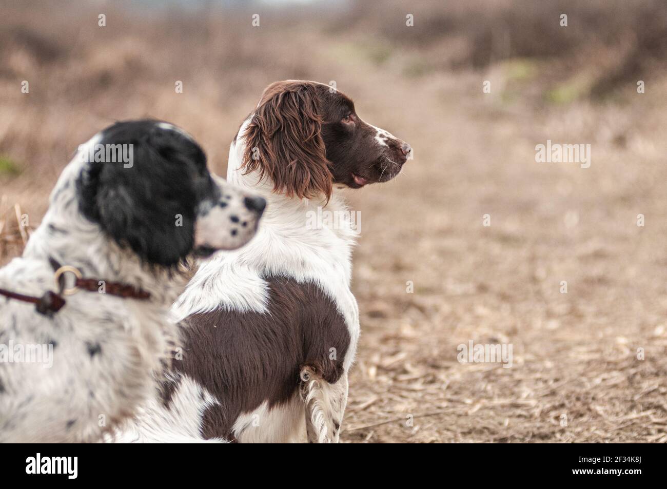 English Springer Spaniel Hunting