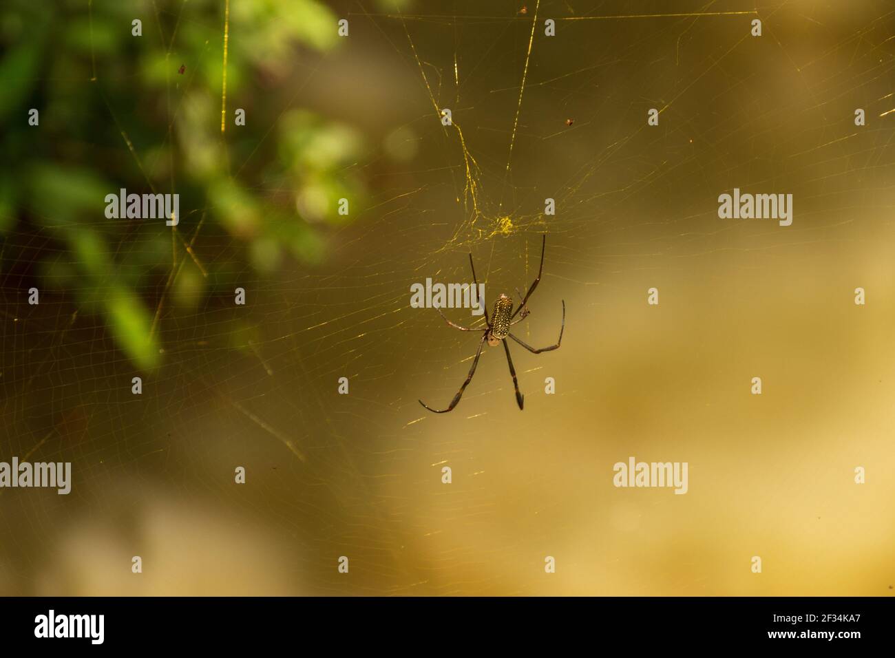 A spider with long legs on a cobweb Stock Photo - Alamy