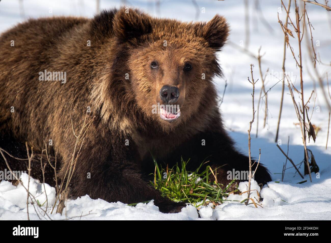 Brown bear in the forest up close. Wildlife scene from spring nature ...