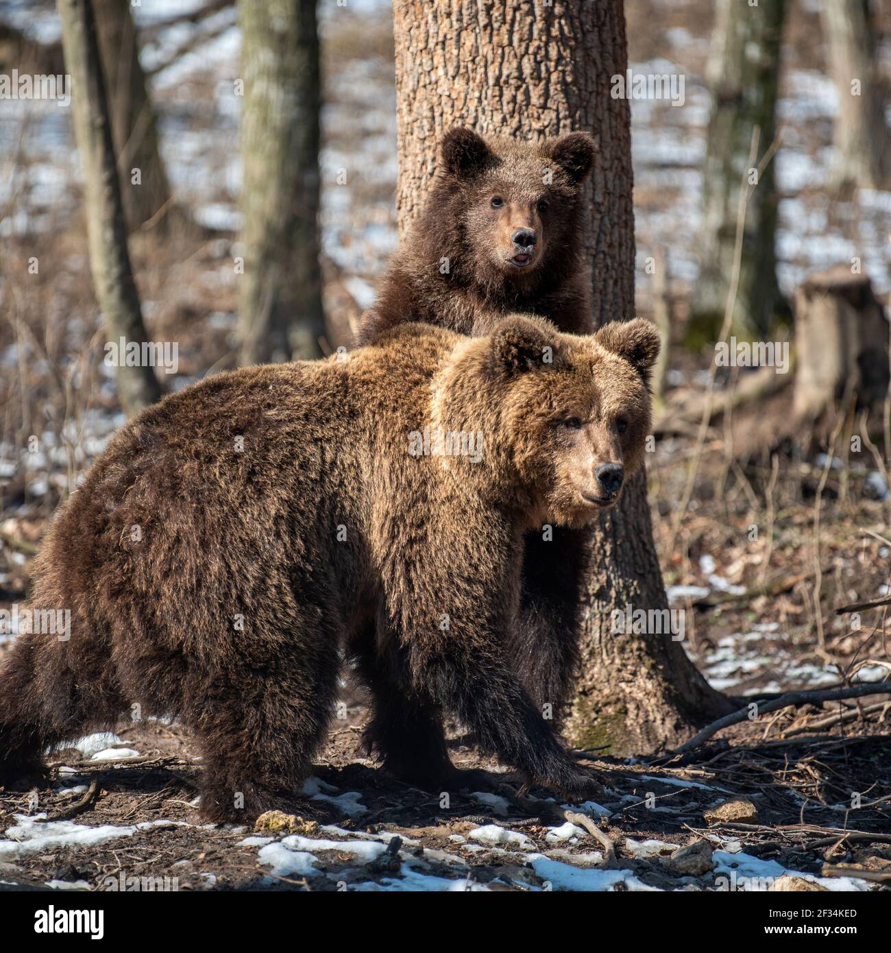 Brown bear family in the forest up close. Wildlife scene from spring ...