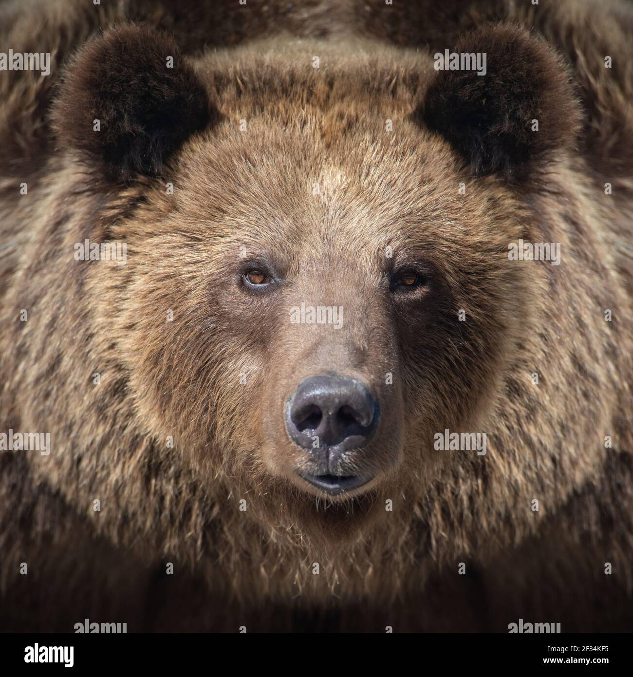 Portrait brown bear in the forest up close. Wildlife scene from spring ...