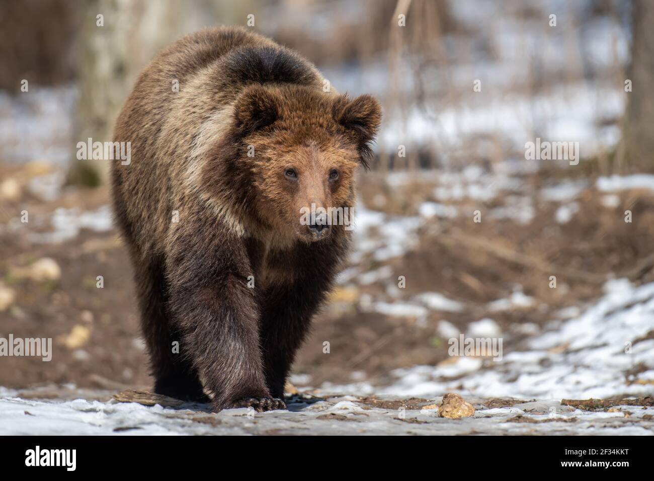 Brown bear in the forest up close. Wildlife scene from spring nature ...