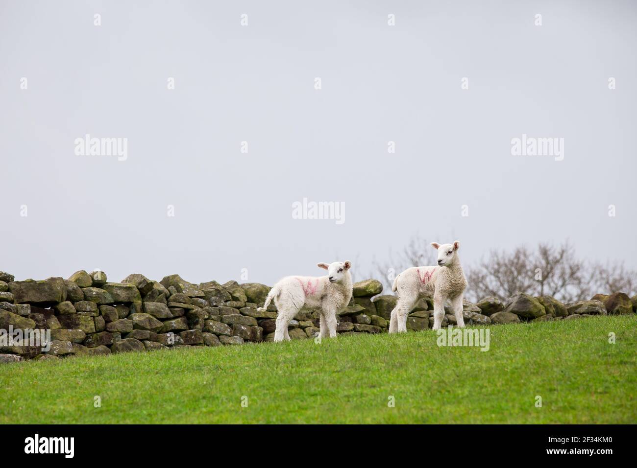 Alike farm hi-res stock photography and images - Alamy