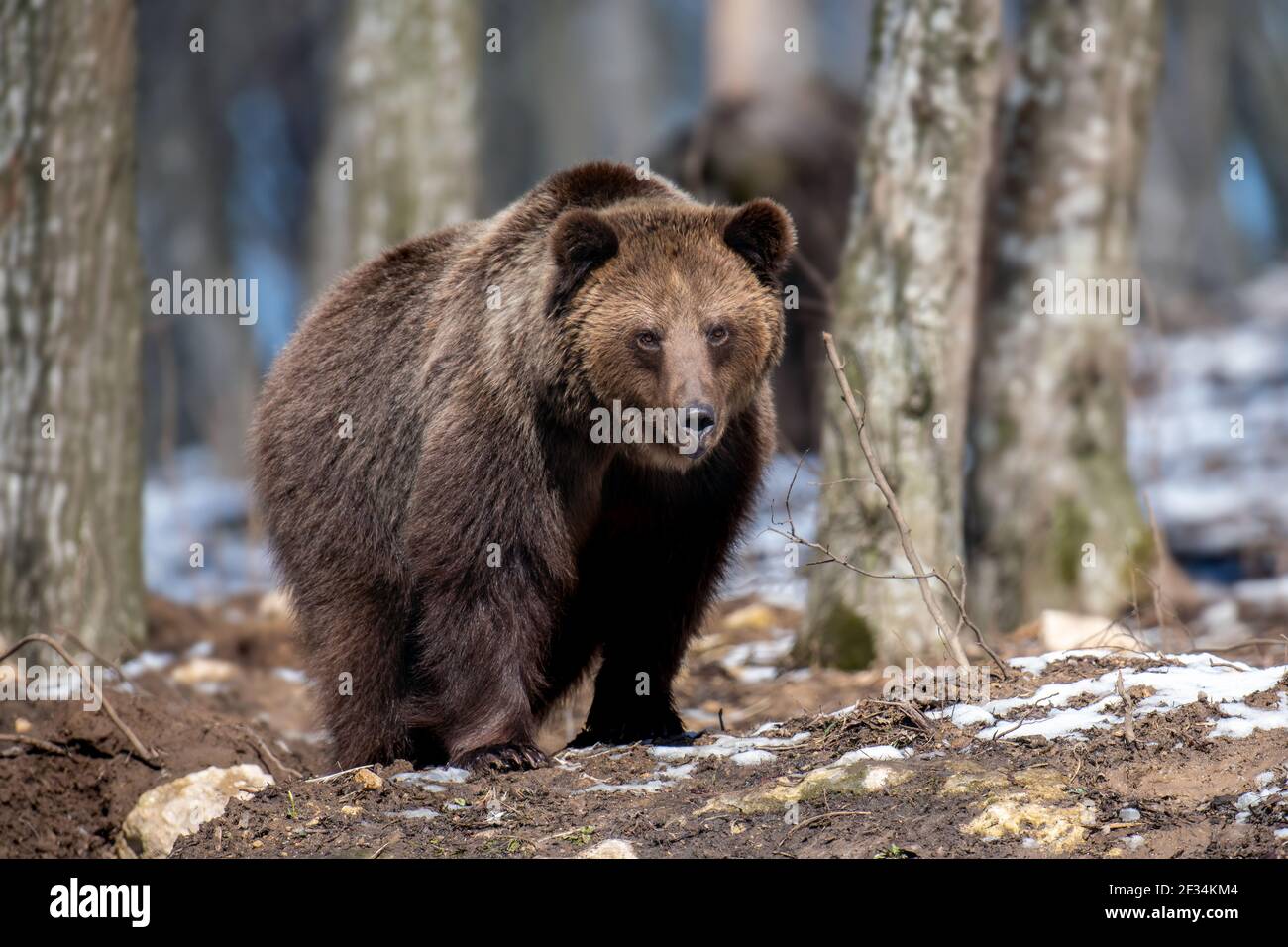 Brown bear in the forest up close. Wildlife scene from spring nature ...