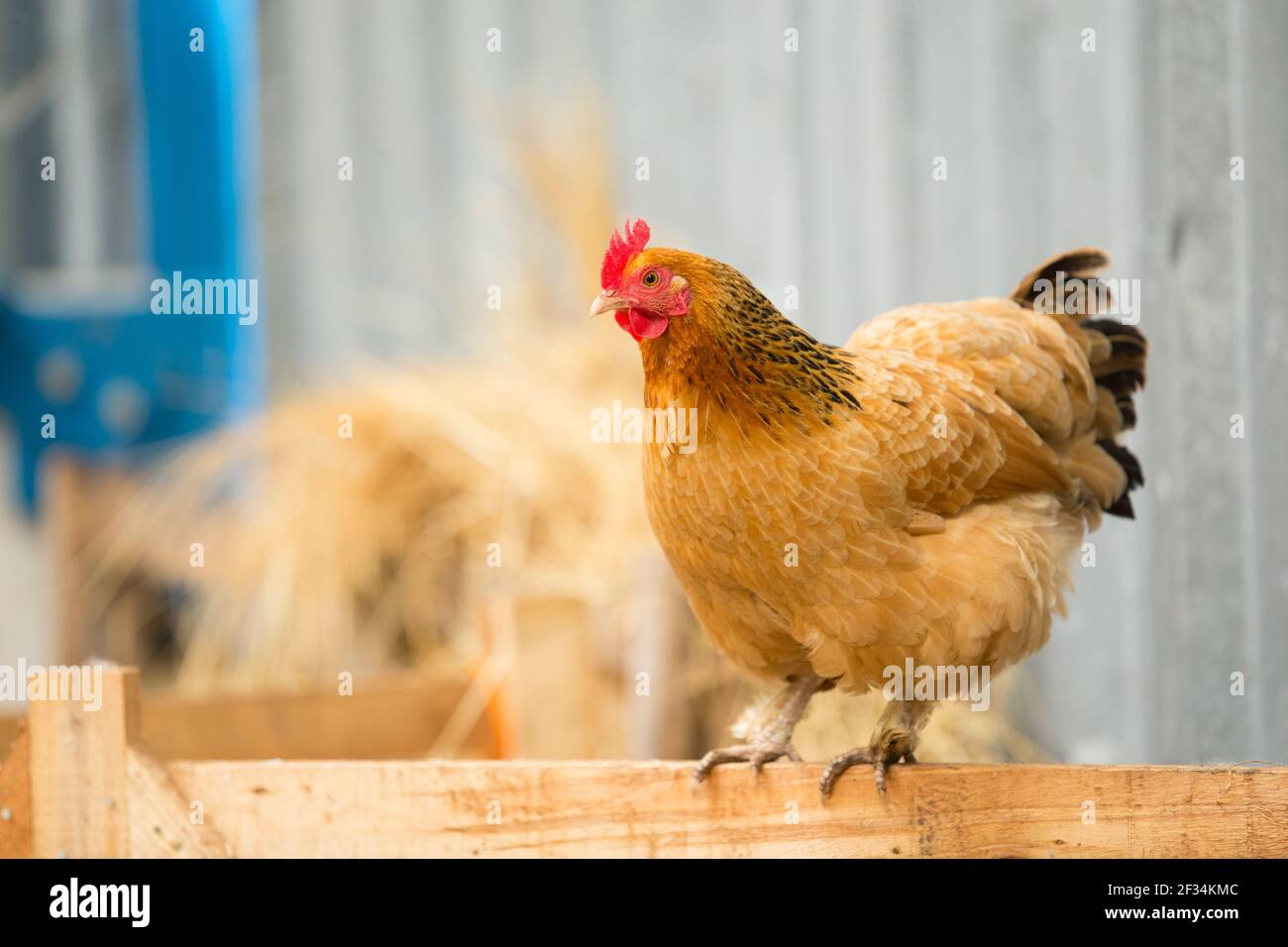 Poultry barn hi-res stock photography and images - Alamy