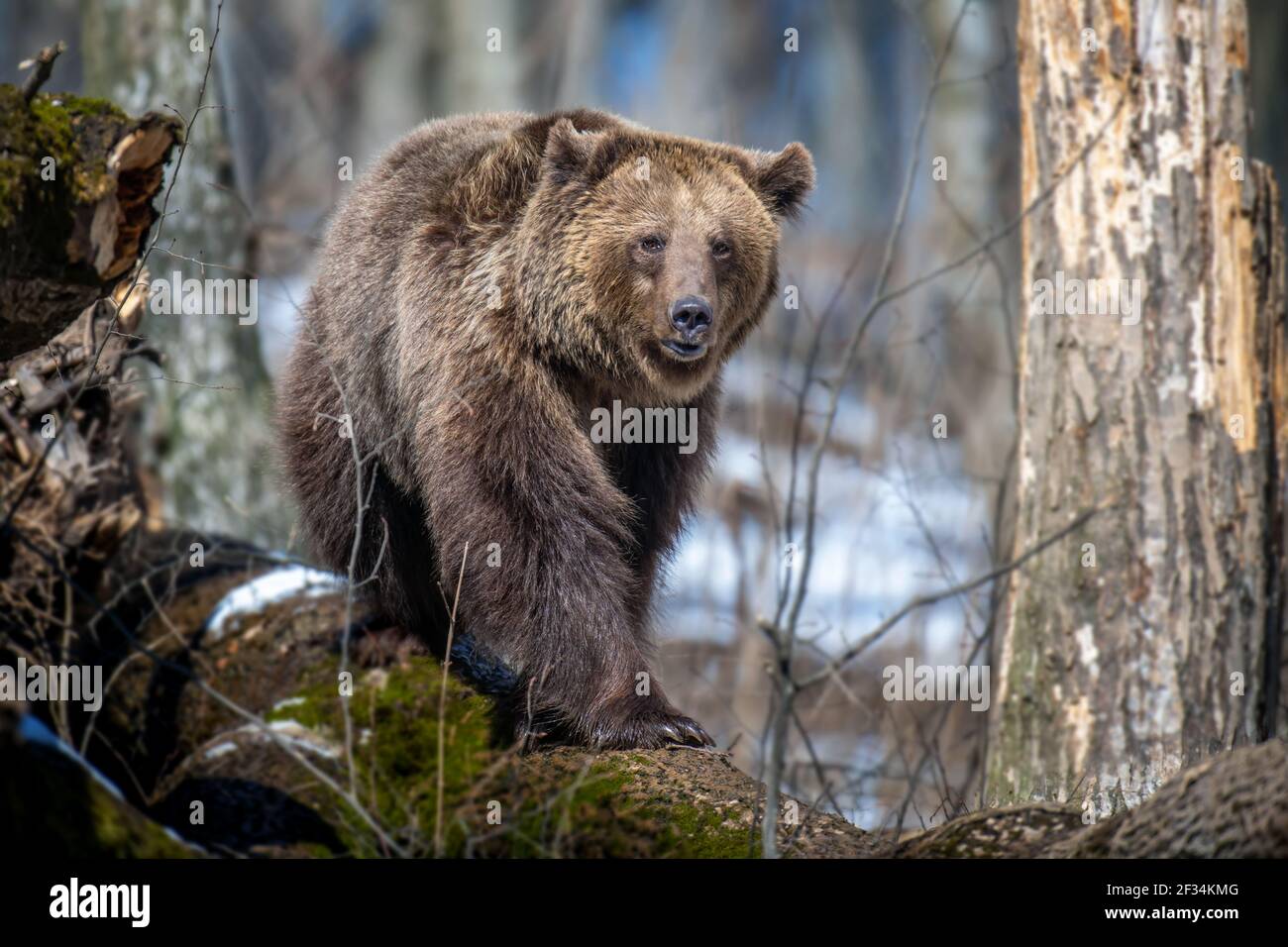 Brown bear in the forest up close. Wildlife scene from spring nature ...
