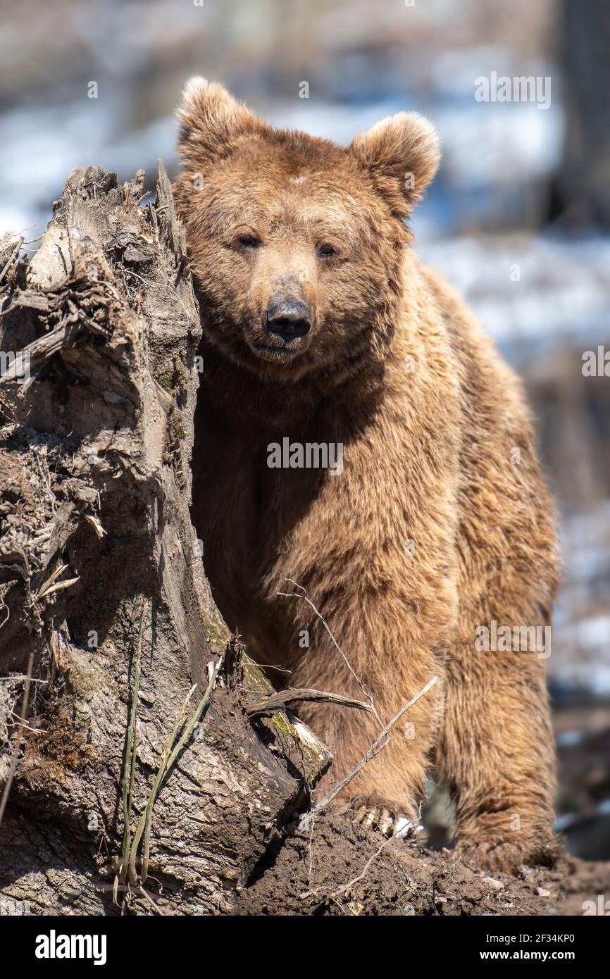 Brown bear in the forest up close. Wildlife scene from spring nature ...