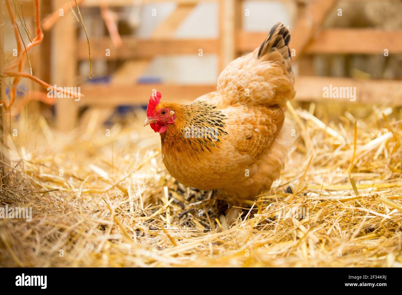 Hybrid chicken hen hi-res stock photography and images - Alamy