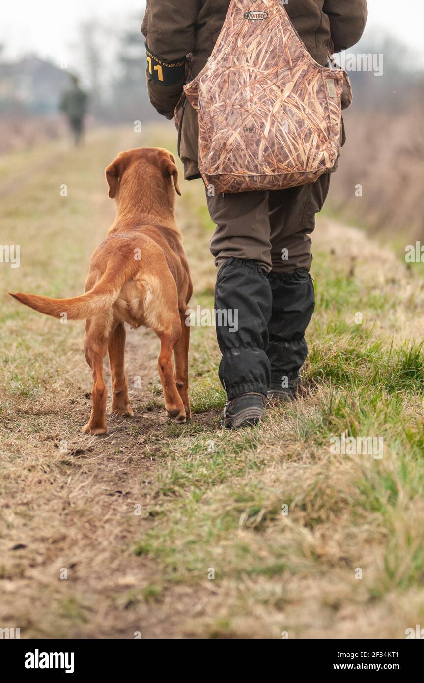Red fox labrador hi-res stock photography and images - Alamy