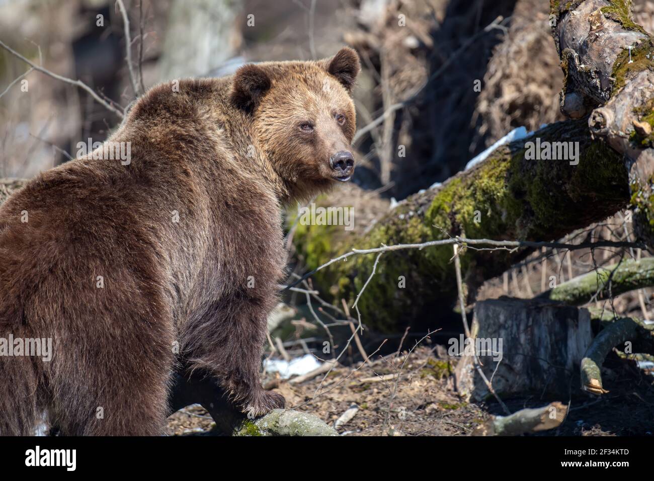 Brown bear in the forest up close. Wildlife scene from spring nature ...