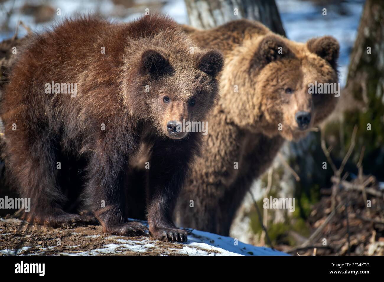 Brown bear family in the forest up close. Wildlife scene from spring ...