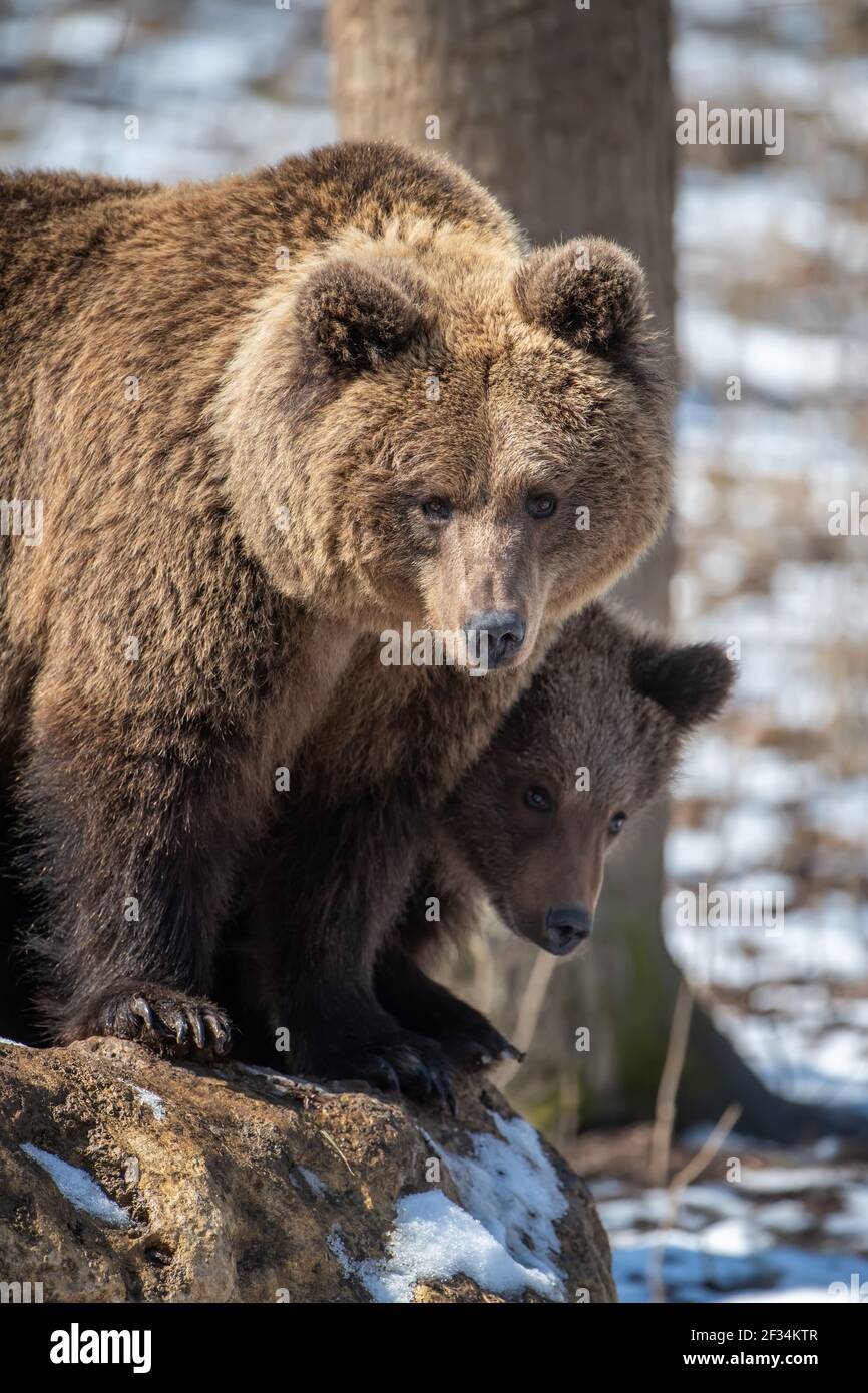 Brown bear in the forest up close. Wildlife scene from spring nature ...