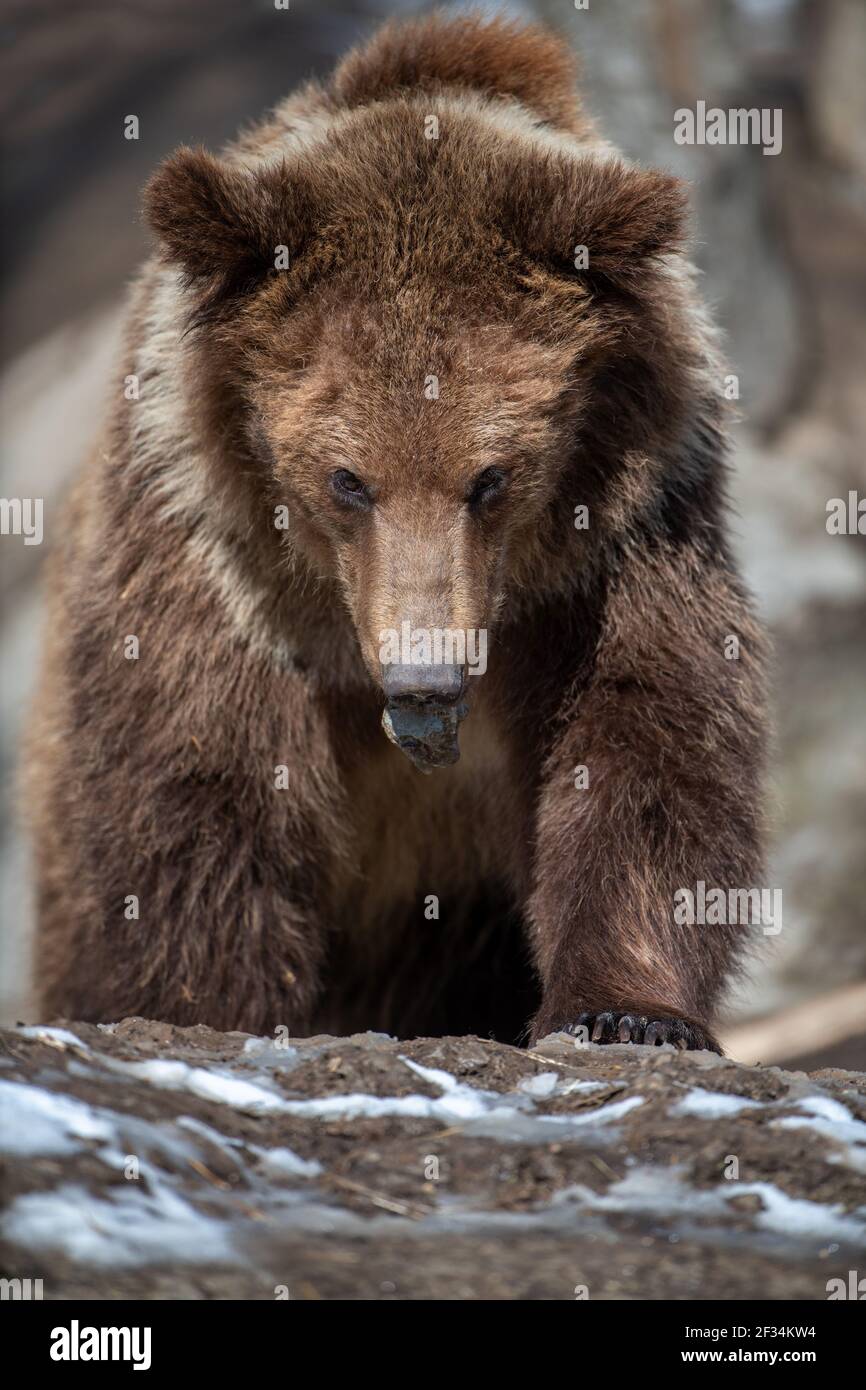 Brown bear in the forest up close. Wildlife scene from spring nature ...
