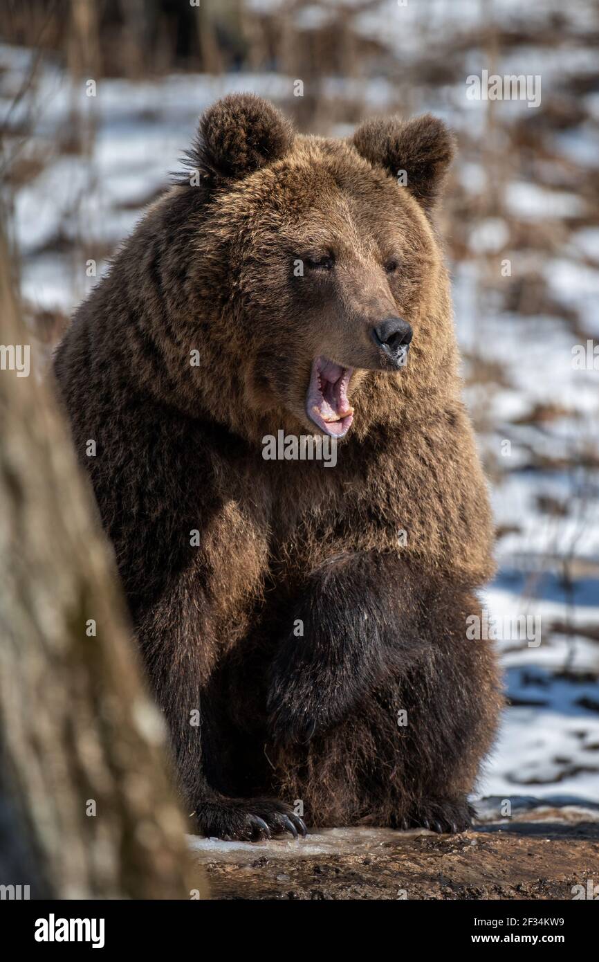 Brown bear in the forest up close. Wildlife scene from spring nature ...
