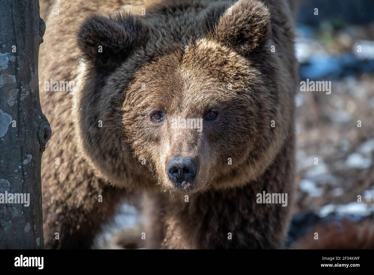 Portrait brown bear in the forest up close. Wildlife scene from spring ...