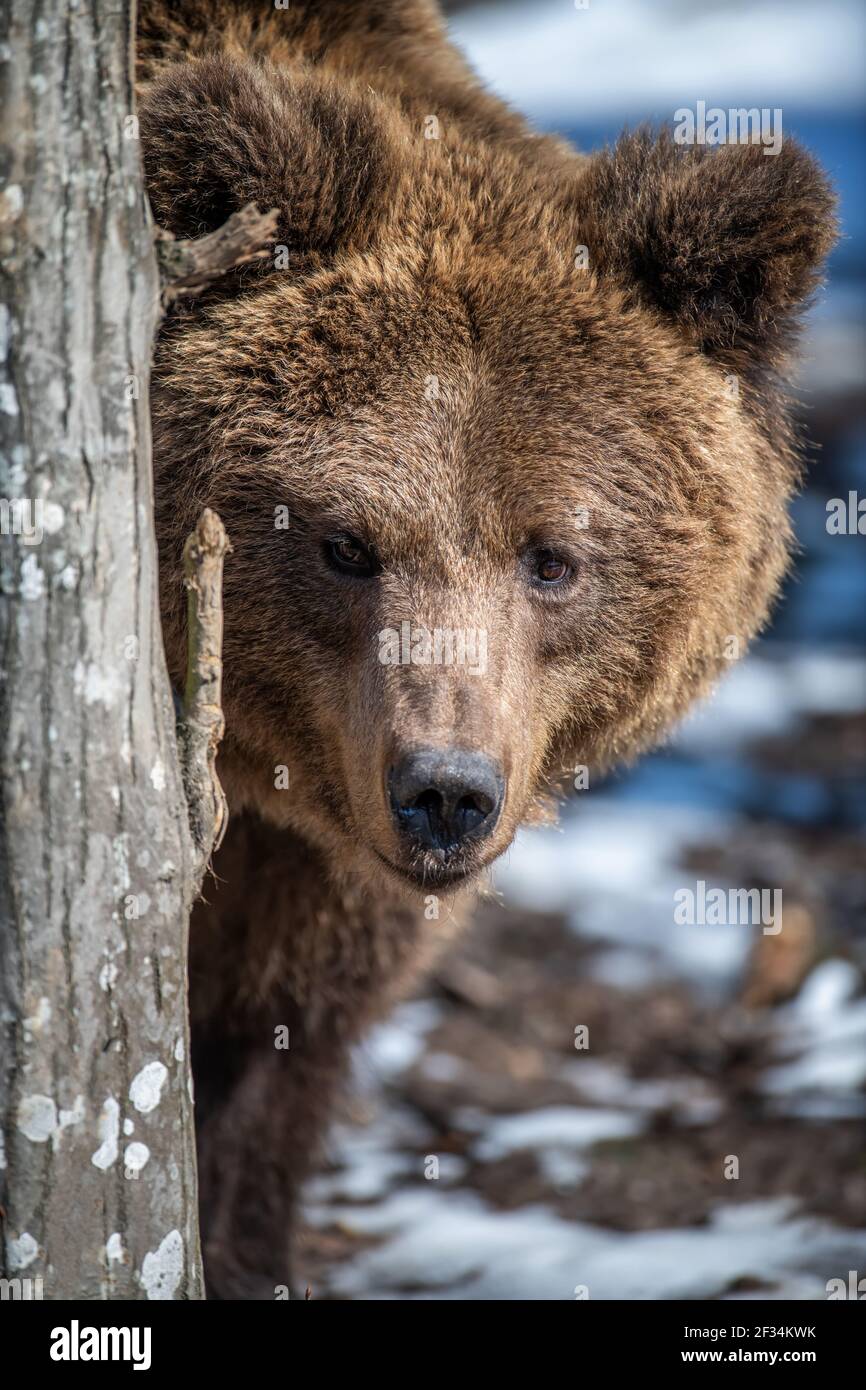 Portrait brown bear in the forest up close. Wildlife scene from spring ...