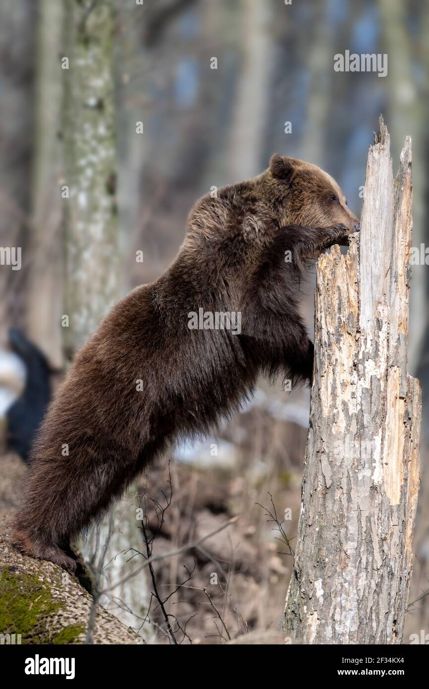Brown bear in the forest up close. Wildlife scene from spring nature ...