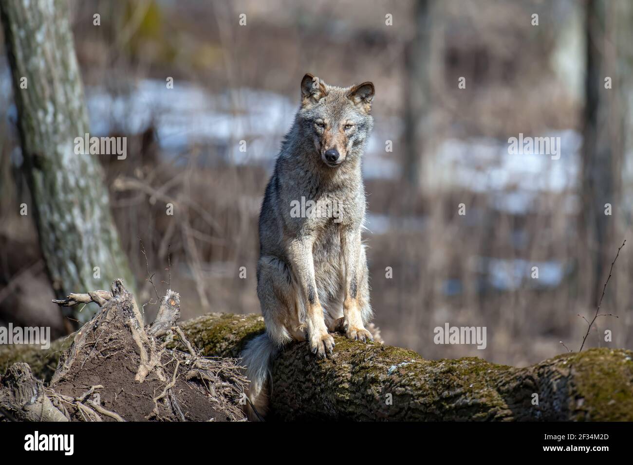Wolf sit on a fallen tree in the forest up close. Wildlife scene from ...