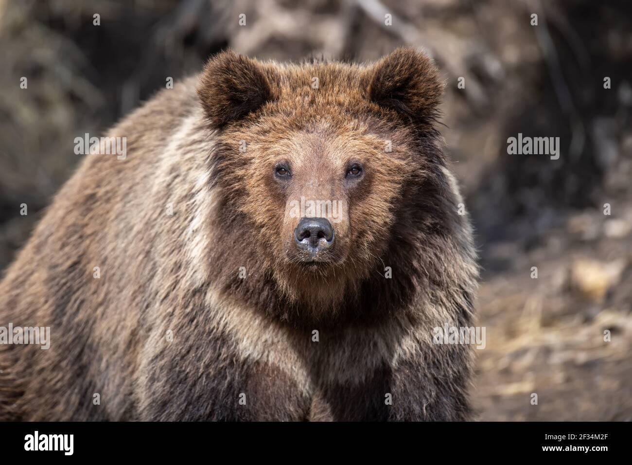 Portrait brown bear in the forest up close. Wildlife scene from spring ...