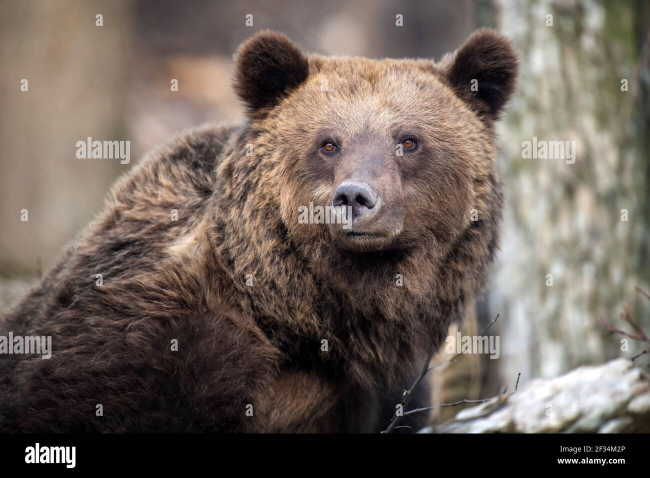 Portrait brown bear in the forest up close. Wildlife scene from spring ...
