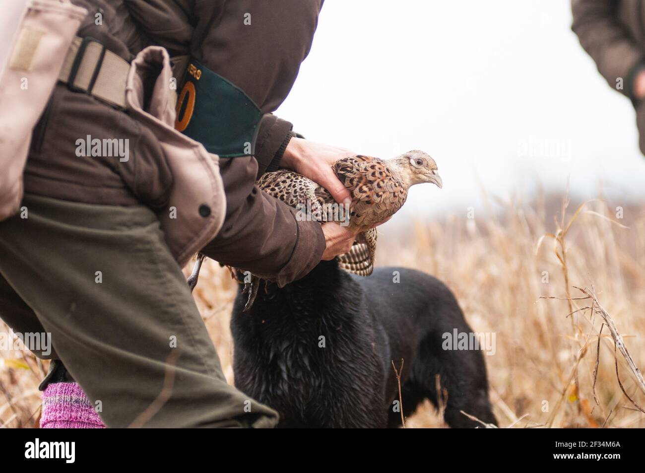 Black labrador retriever is delivering a female pheasant in the hands ...