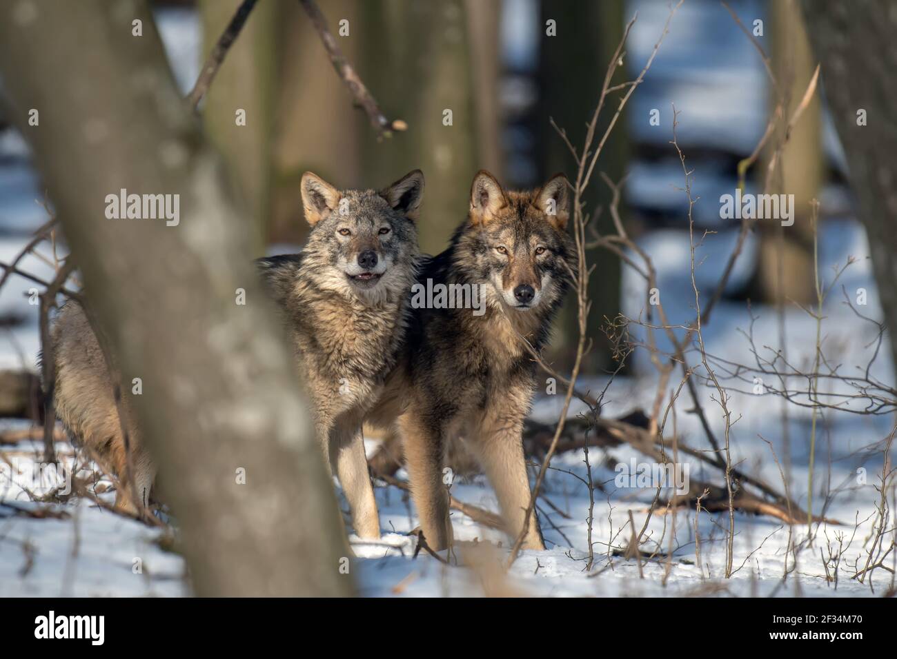 Two wolfs in the forest up close. Wildlife scene from winter nature ...