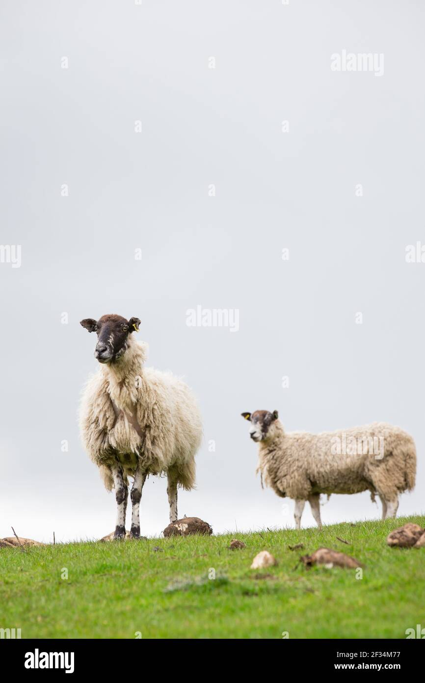 Black and white moorland swaledale sheep ewe in green field Stock Photo ...