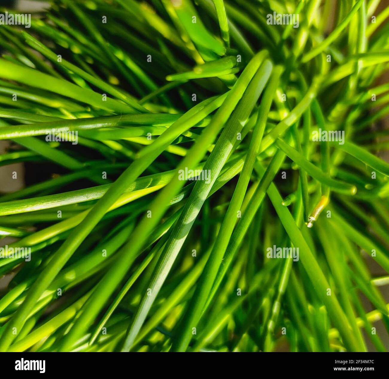 green chive in kitchen hern close up selctive focus Stock Photo - Alamy