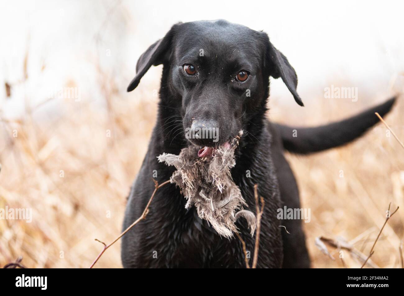 Black lab pheasant hi-res stock photography and images - Alamy
