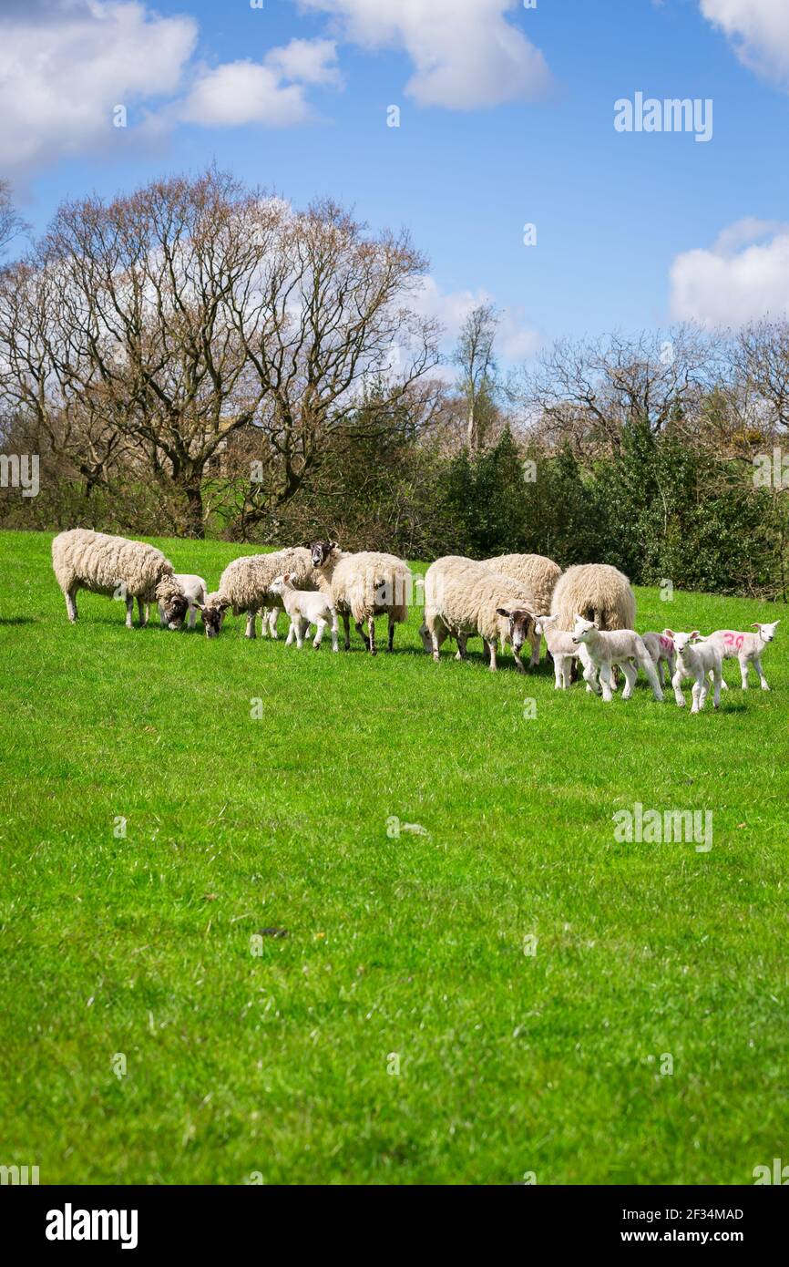 Lambs Group Black White High Resolution Stock Photography and Images ...