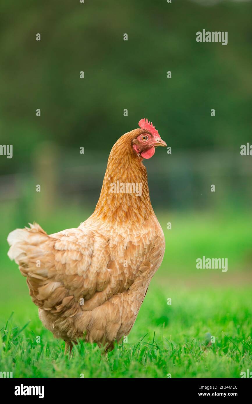 Grass background chickens hi-res stock photography and images - Alamy