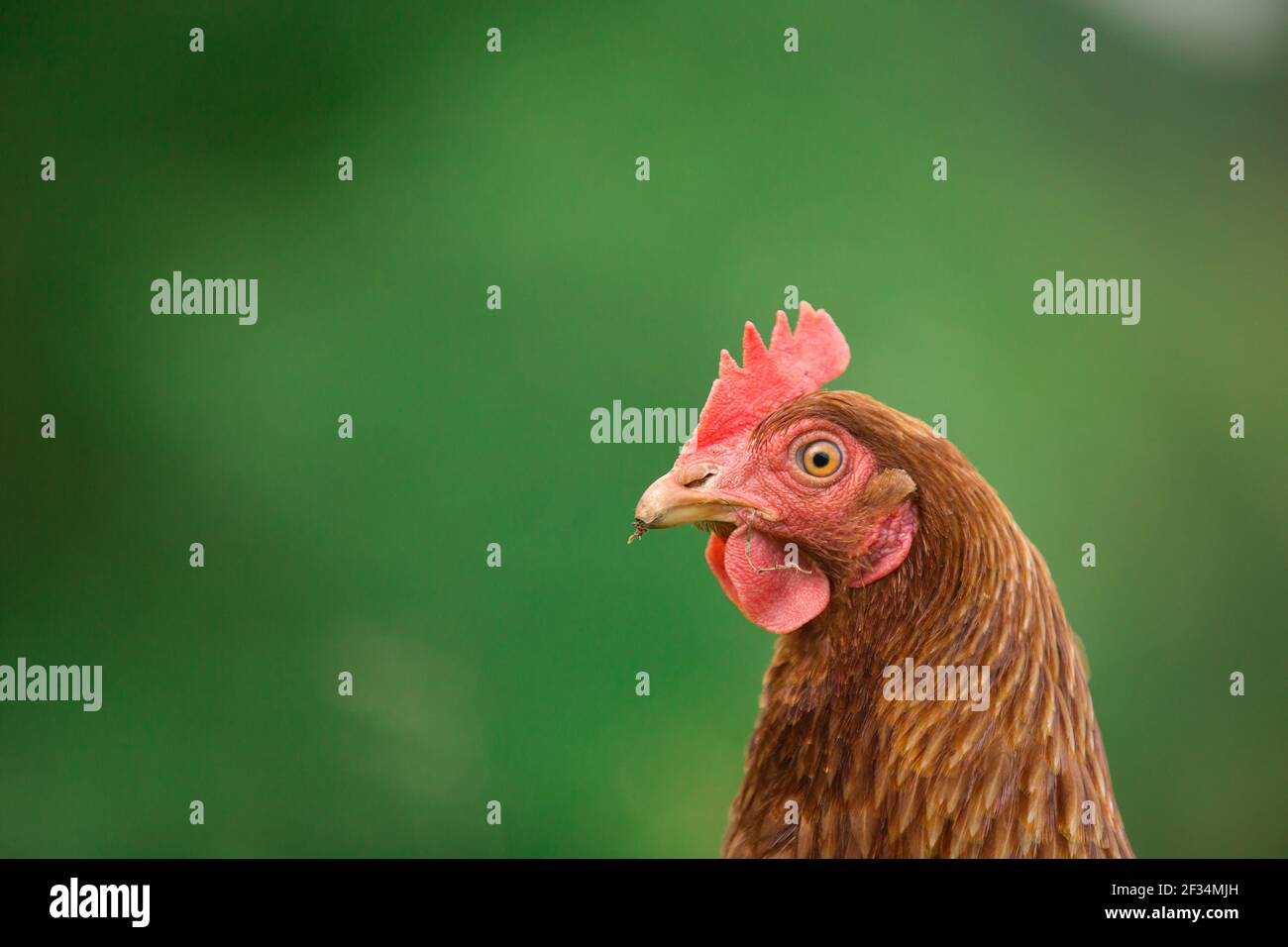 Grass background chickens hi-res stock photography and images - Alamy