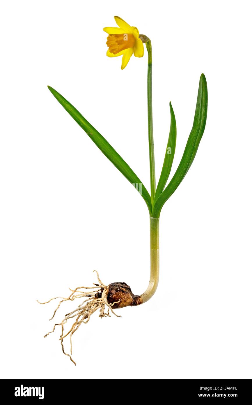Yellow daffodil with onion and blossom isolated on white Stock Photo ...