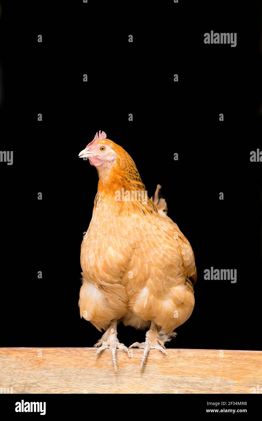 Orange hen hi-res stock photography and images - Alamy