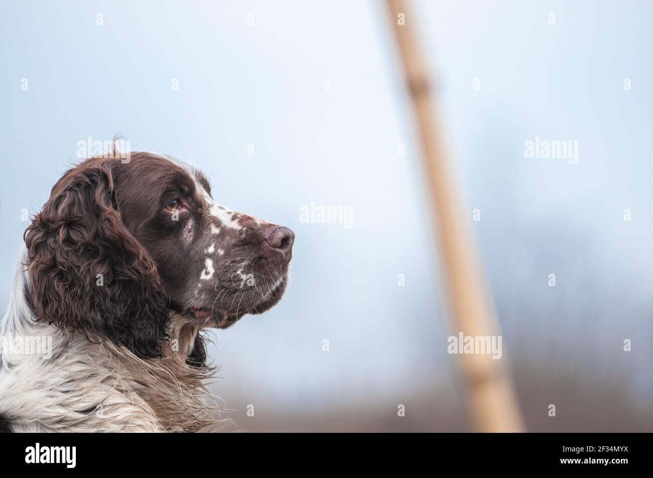 English springer spaniel hunting hi-res stock photography and images ...
