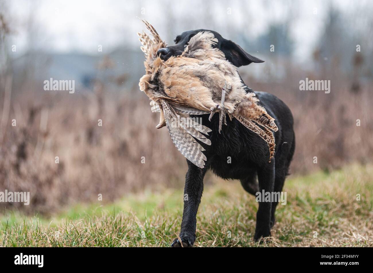 Adult black Labrador Retriever is retrieving a female pheasant during a ...
