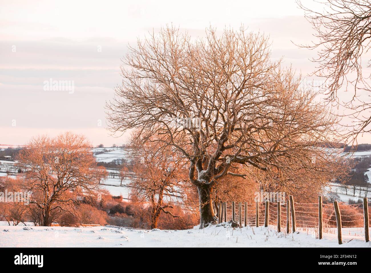 Beautiful treescape hi-res stock photography and images - Alamy
