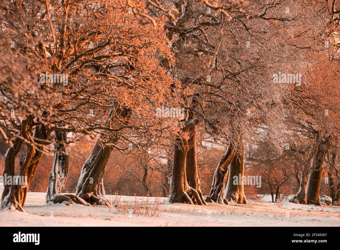 Beautiful treescape hi-res stock photography and images - Alamy