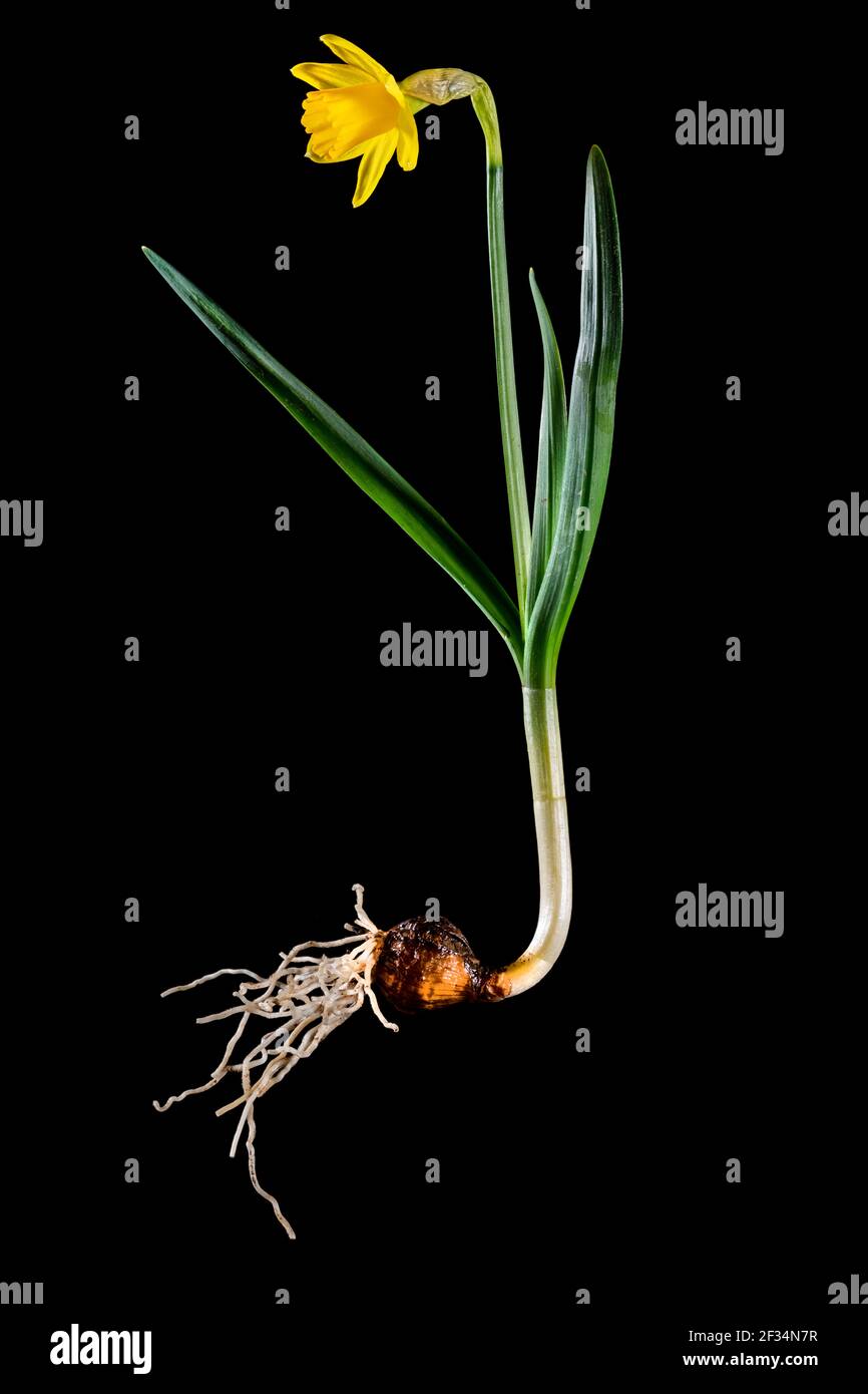 Yellow daffodil with onion and blossom isolated on black Stock Photo ...