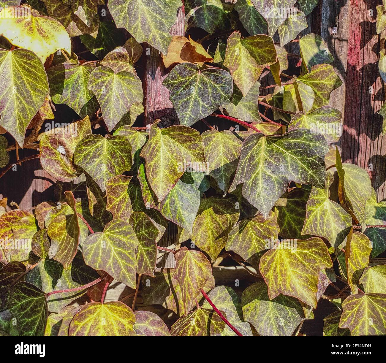 green ivy leaves in sunshine in spring close up Stock Photo - Alamy