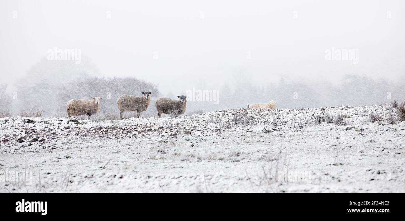 White Sheep ewes livestock in the winter snow scene Christmas greeting ...