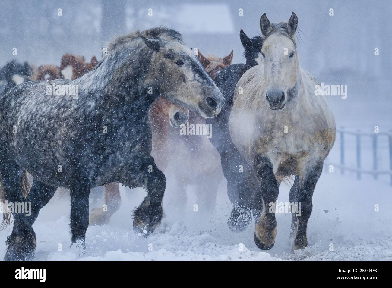 Farm Horses Running Stock Photo - Alamy