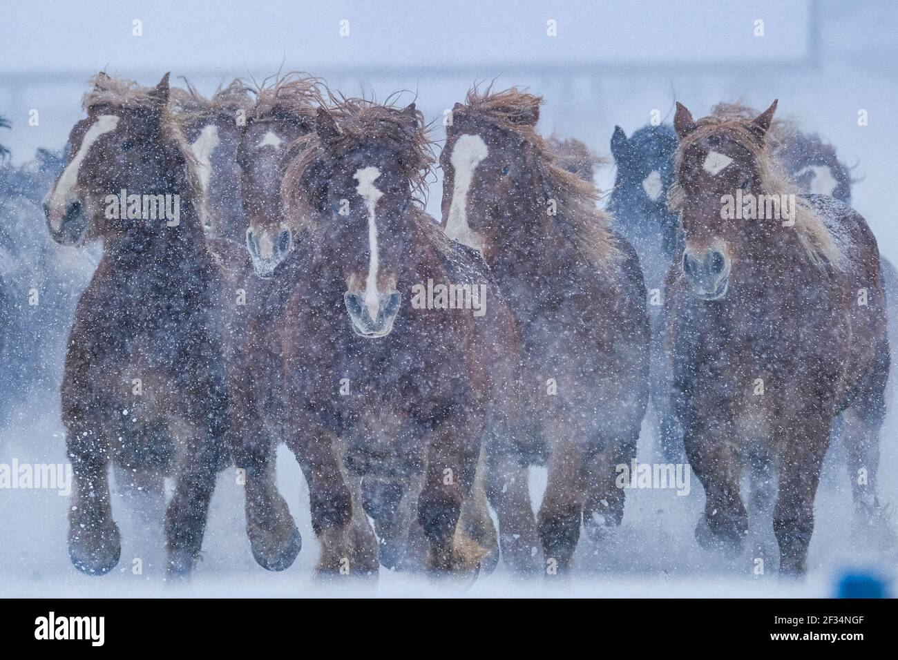 Farm Horses Running Stock Photo - Alamy
