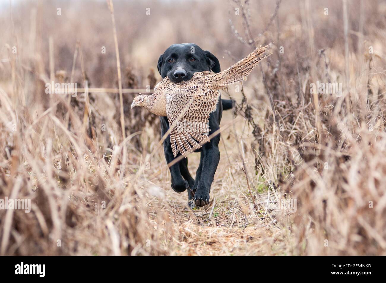 Black lab pheasant hi-res stock photography and images - Alamy