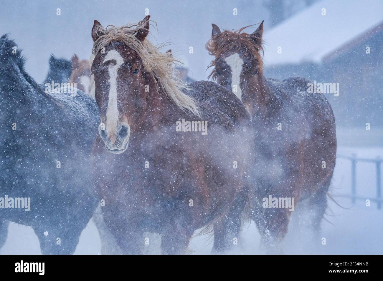 Tokachi farm hi-res stock photography and images - Alamy