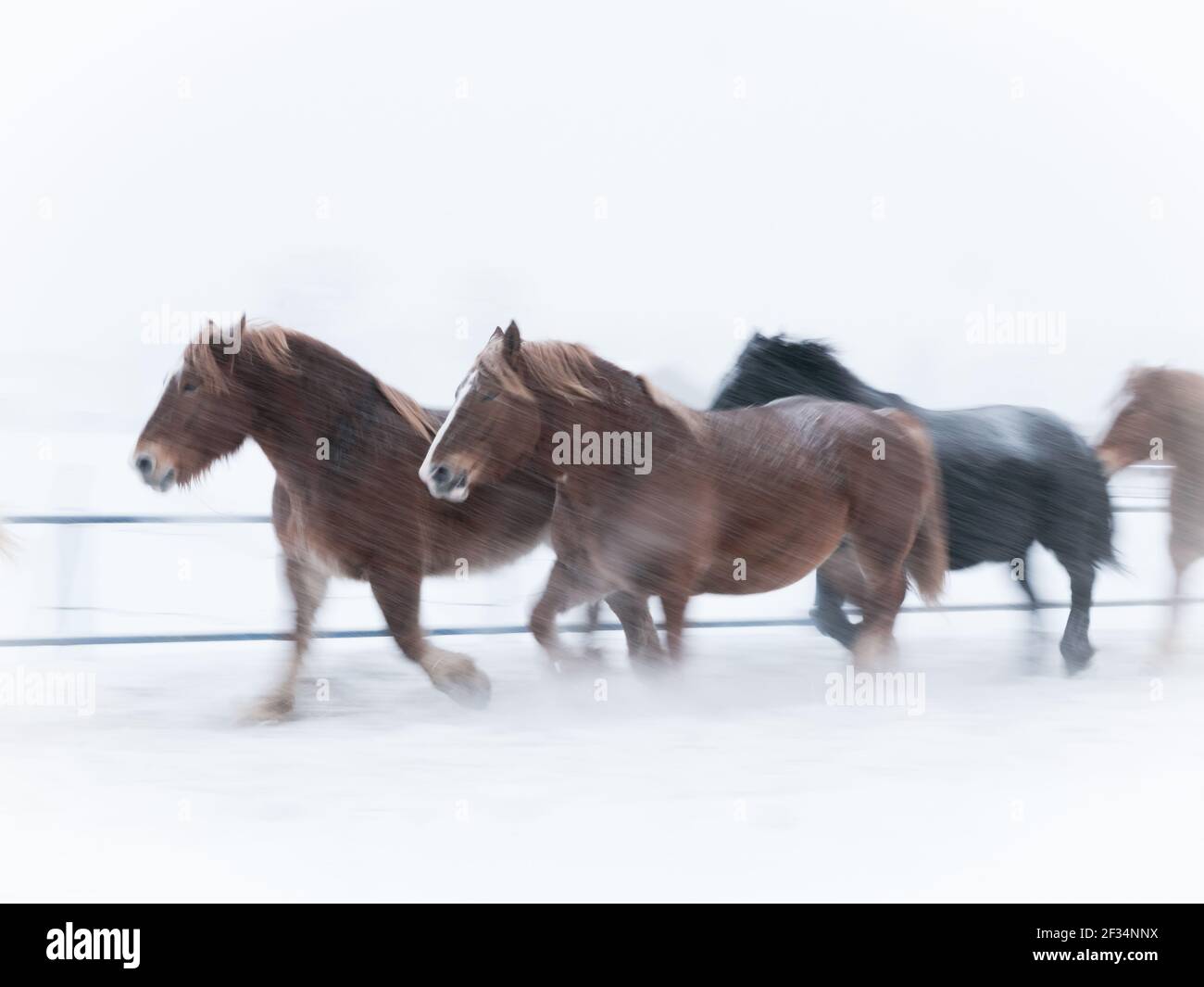 Farm Horses Running Stock Photo - Alamy