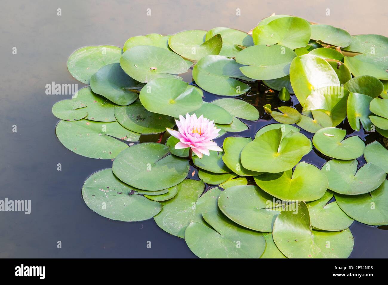 A closeup shot of floating lily pads with beautiful blooming water lily ...