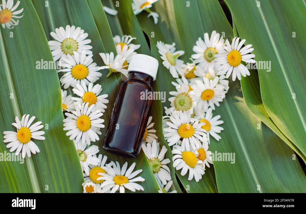 Chamomile extract in a bottle, background of green leaves - concept ...