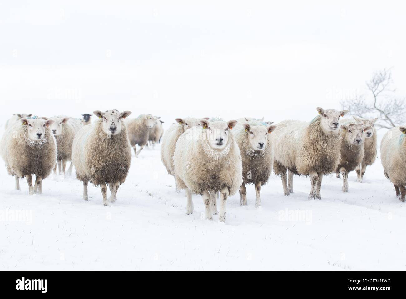 White Sheep ewes livestock in the winter snow scene Christmas greeting ...
